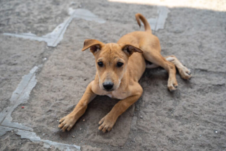 Blue Skin and Mucus Membranes in Dogs | Cuddle Crews