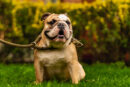 What Are Displacement Behaviors in Dogs? | Cuddle Crews