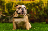 What Are Displacement Behaviors in Dogs? | Cuddle Crews