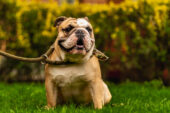 What Are Displacement Behaviors in Dogs? | Cuddle Crews