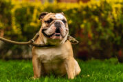 What Are Displacement Behaviors in Dogs? | Cuddle Crews