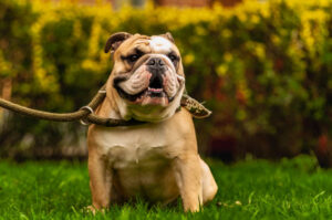 What Are Displacement Behaviors in Dogs? | Cuddle Crews