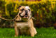 What Are Displacement Behaviors in Dogs? | Cuddle Crews